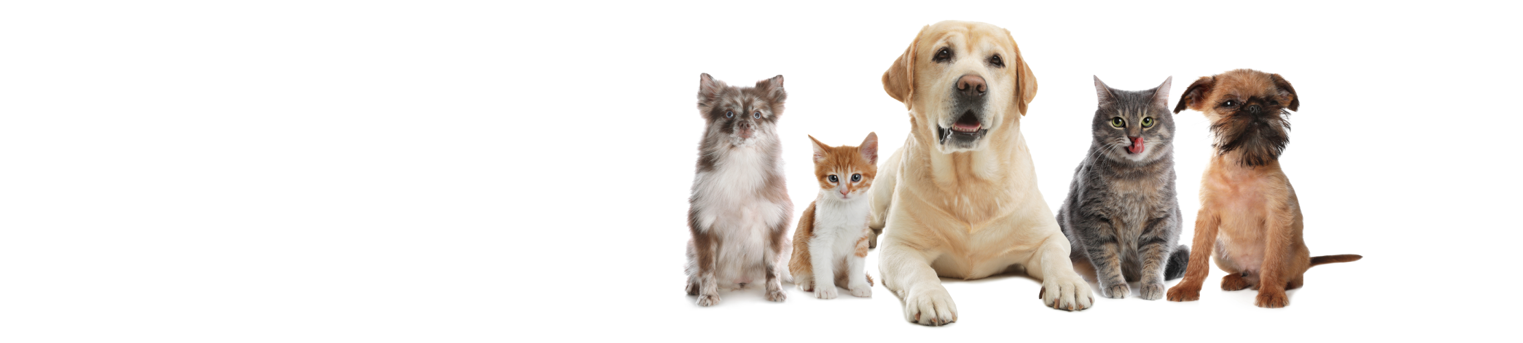 GoodRx for Pets Using Your Account FAQs